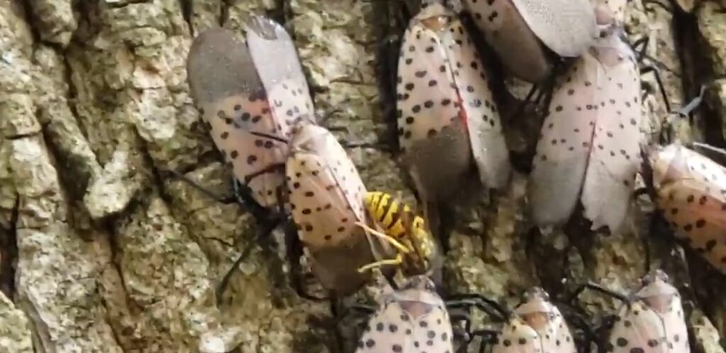 Spotted Lantern Flies Help Stinging Insects Thrive