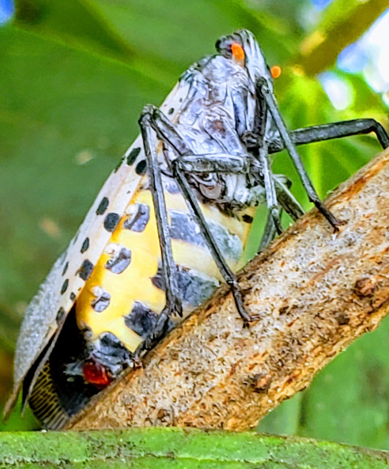 When and How to Kill Spotted Lanternflies: Fall Control is the Answer