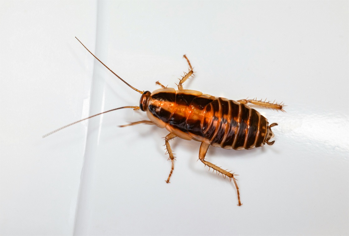 Winter Bugs and Other Pests: Where Do They Go?