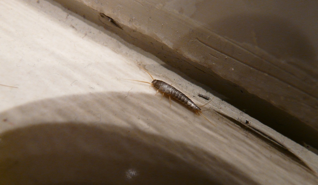 Winter Bugs and Other Pests: Where Do They Go?