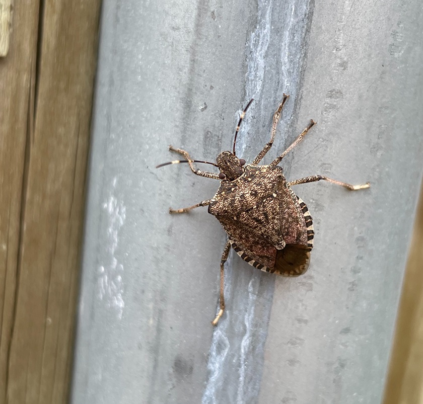 Winter Bugs and Other Pests: Where Do They Go?