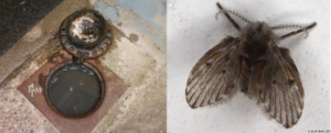 Drain Flies (Sewer Flies): Everything You Need to Know | Dominion Pest ...