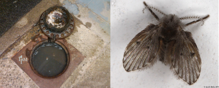 Drain Flies (Sewer Flies): Everything You Need to Know | Dominion Pest ...