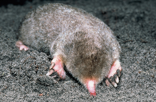 How to Get Rid of Moles in Your Yard and Keep Them Away | Dominion Pest ...