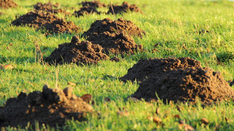 How to Get Rid of Moles in Your Yard and Keep Them Away | Dominion Pest ...