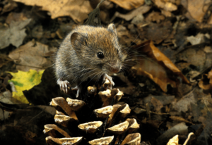 Voles: What They Are, and How to Be Rid of Them | Dominion Pest Control